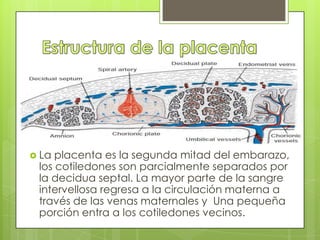 Placenta y membrana | PPTX
