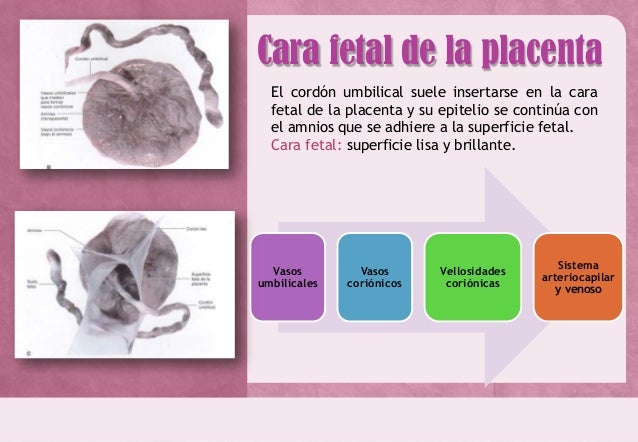 Partes De La Placenta : Decidua: Anatomía, función y partes – PKAEHQ