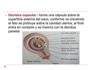 Placenta y membranas fetales | PPTX