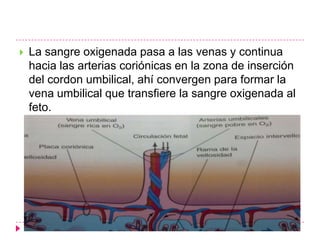 Placenta y membranas fetales | PPTX