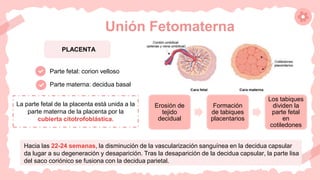 PLACENTA Y MEMBRANAS FETALES - DIAPOSITIVAS.pptx