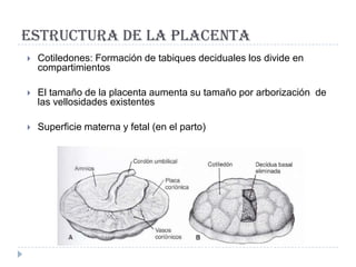 Placenta y membranas fetales2 | PPTX