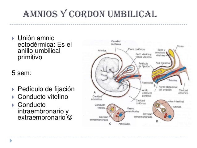 Placenta y membranas fetales2