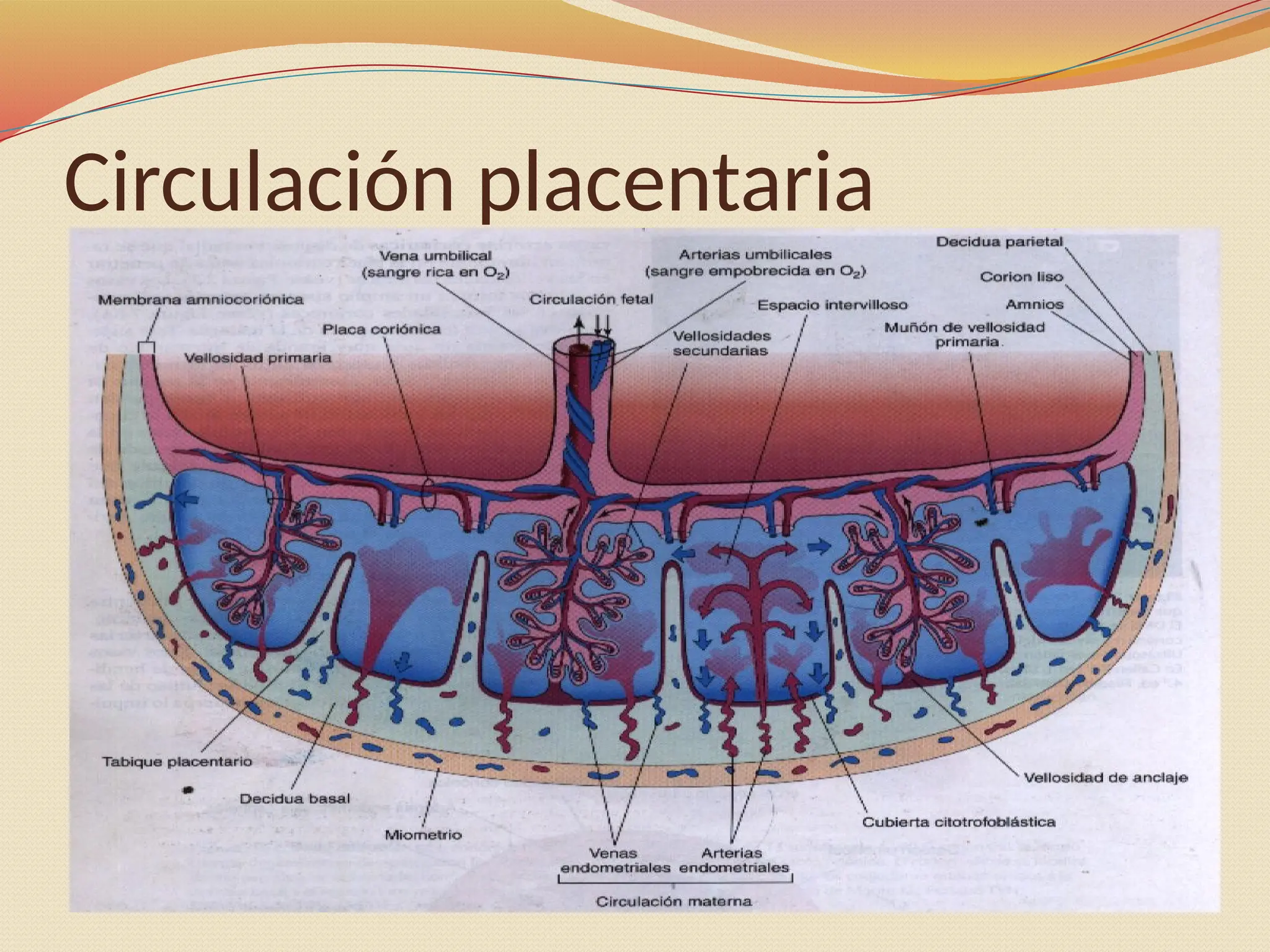 PLACENTA Y MEMEBRANA FETAL, MEDICINA EMBRIOLOGIA | PPT