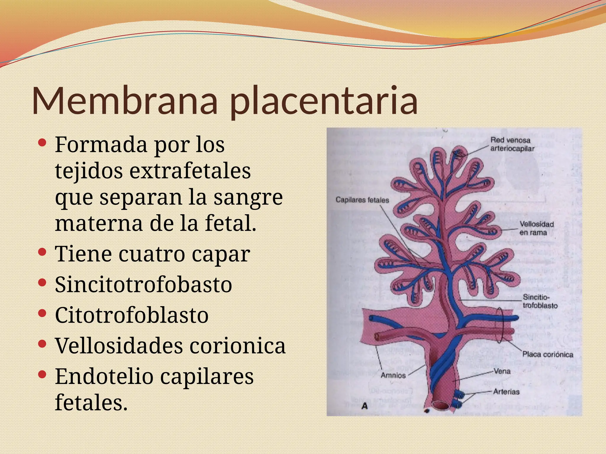 PLACENTA Y MEMEBRANA FETAL, MEDICINA EMBRIOLOGIA | PPT