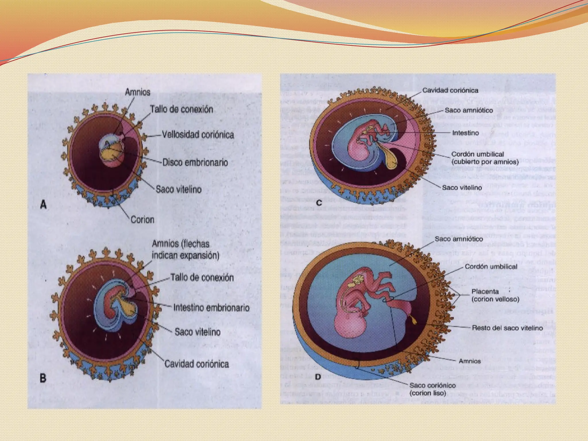 PLACENTA Y MEMEBRANA FETAL, MEDICINA EMBRIOLOGIA | PPT