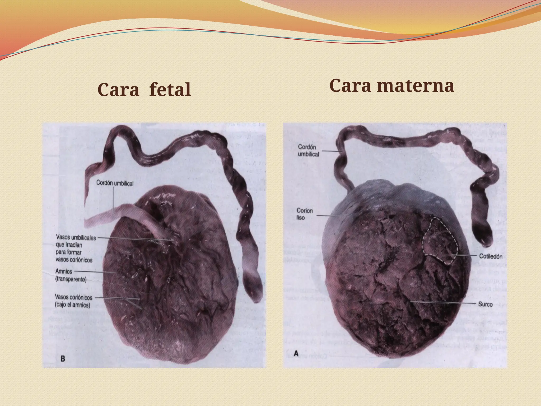 PLACENTA Y MEMEBRANA FETAL, MEDICINA EMBRIOLOGIA | PPTX