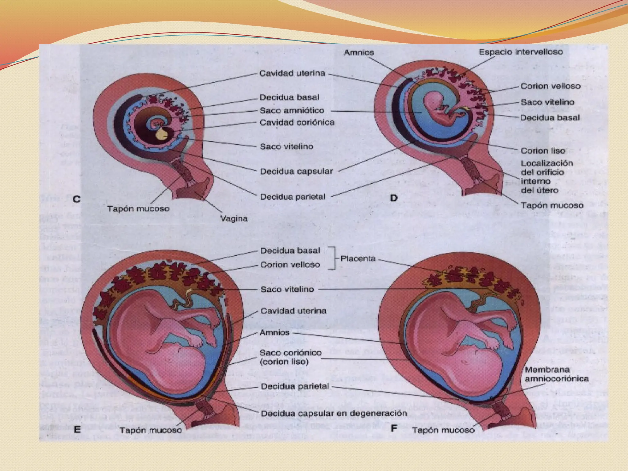 PLACENTA Y MEMEBRANA FETAL, MEDICINA EMBRIOLOGIA | PPT