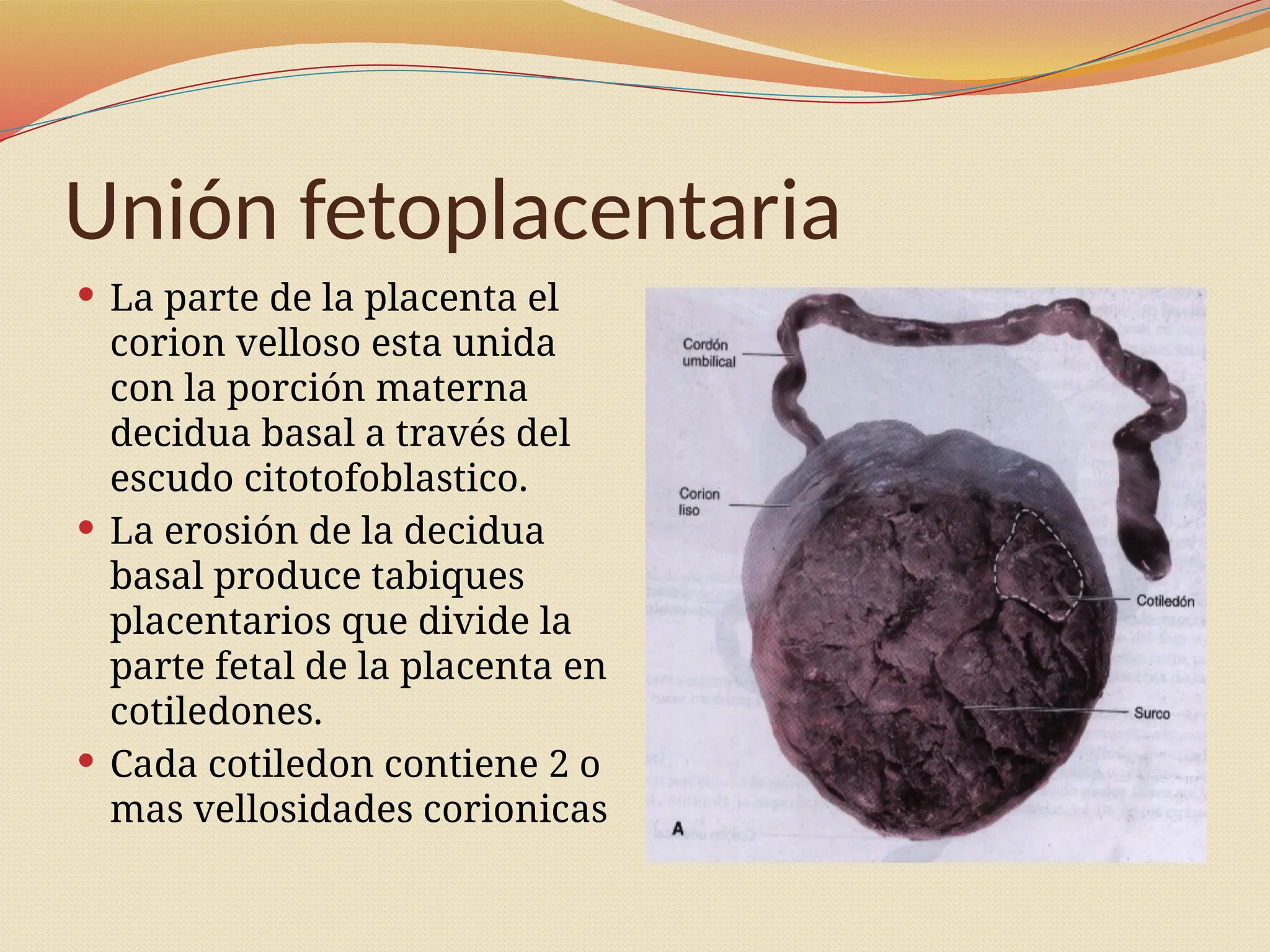 PLACENTA Y MEMEBRANA FETAL, MEDICINA EMBRIOLOGIA | PPTX