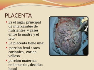 PLACENTA Y MEMEBRANA FETAL, MEDICINA EMBRIOLOGIA | PPTX
