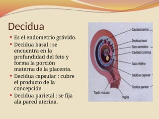 PLACENTA Y MEMEBRANA FETAL, MEDICINA EMBRIOLOGIA | PPTX