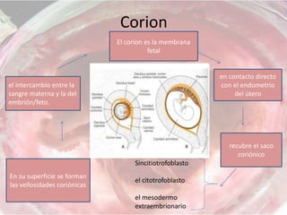 Placenta y patologia placentariax | PPTX