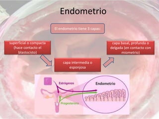 Placenta y patologia placentariax | PPT