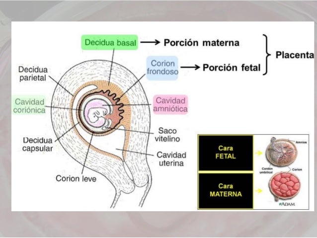 Placenta y patologia placentariax