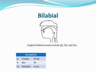 Place of articulation | PPTX