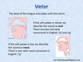 English Consonants - Place of articulation | PPTX