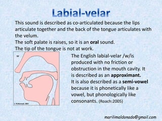 English Consonants - Place of articulation | PPTX | Dental Health ...