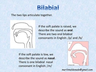 English Consonants - Place of articulation | PPTX