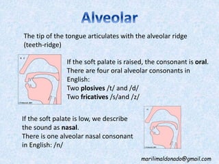 English Consonants - Place of articulation | PPTX