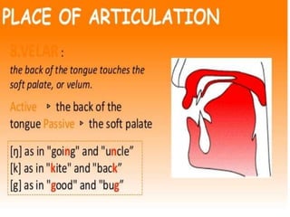 Place of articulation- consonants | PPTX