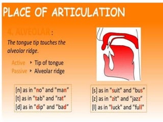 Place of articulation- consonants | PPTX