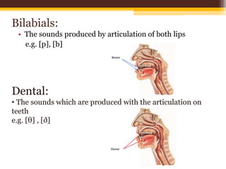 Place of articulation By Shaim Chaudry | PPTX