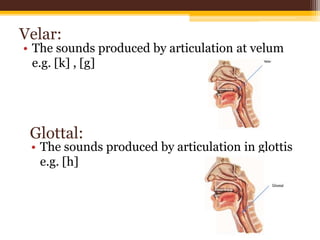 Place of articulation By Shaim Chaudry | PPTX