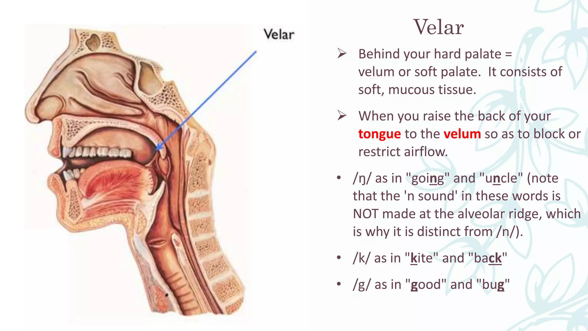 Places_of_Articulation_of_Consonant_soun.pptx