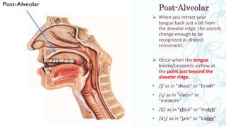 Places_of_Articulation_of_Consonant_soun.pptx