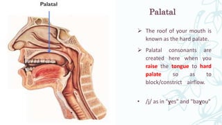 Places_of_Articulation_of_Consonant_soun.pptx