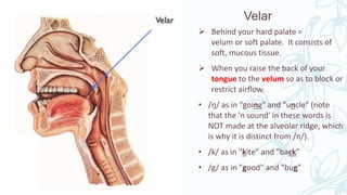 Places_of_Articulation_of_Consonant_soun.pptx