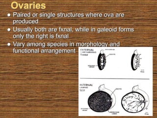 PLACENTATION IN ELASMOBRANCHS | PPT
