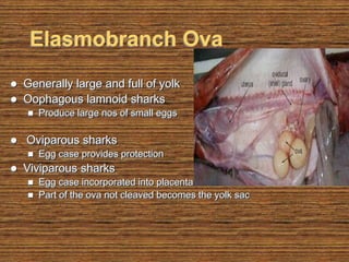 PLACENTATION IN ELASMOBRANCHS | PPT