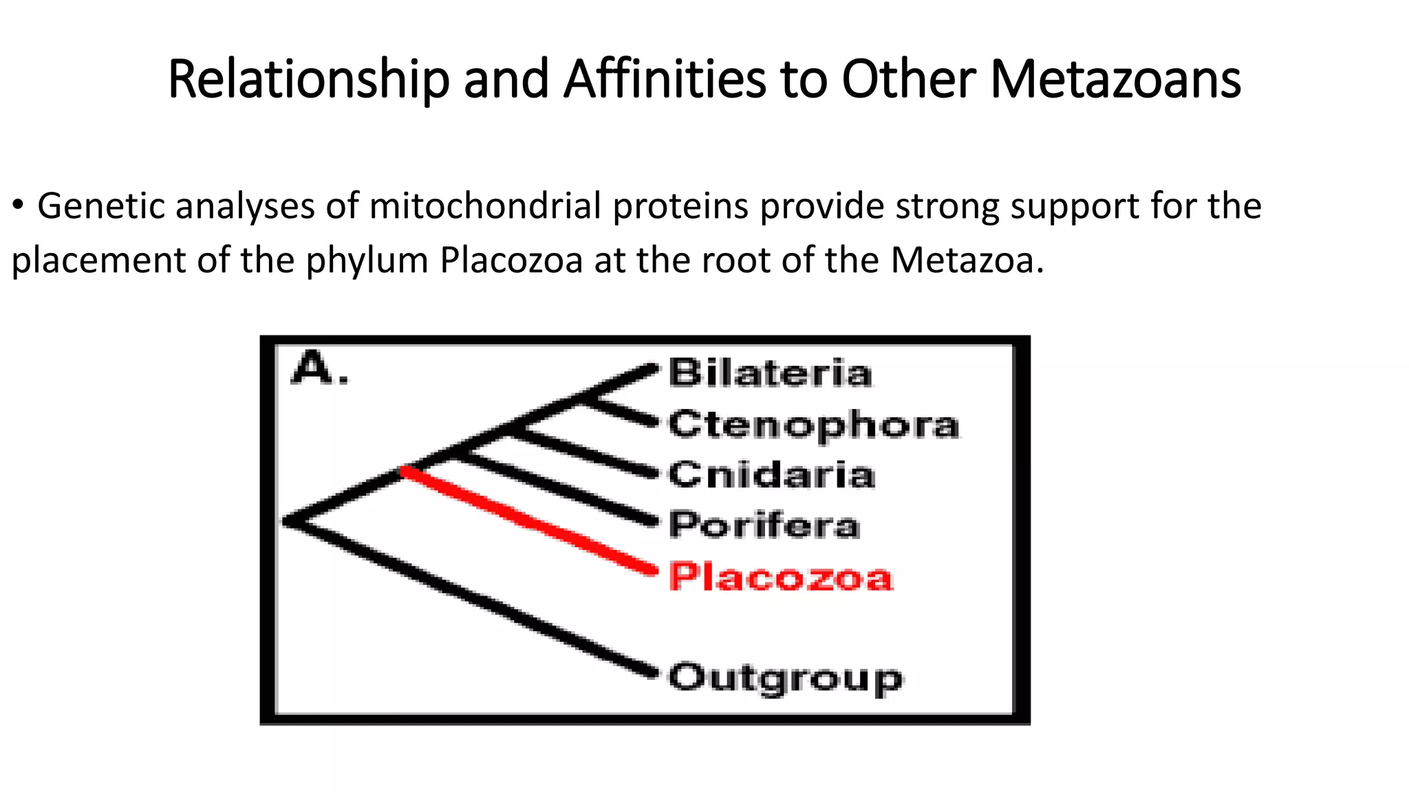 Placozoa characters and affinities | PPTX