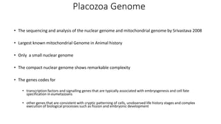 Placozoa characters and affinities | PPTX