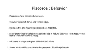 Placozoa characters and affinities | PPTX