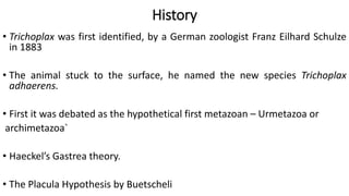 Placozoa characters and affinities | PPTX