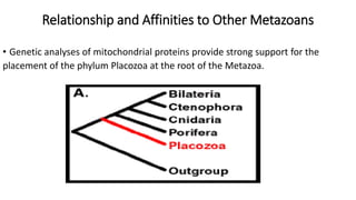 Placozoans Syncytial Layer