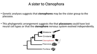 Placozoans Syncytial Layer