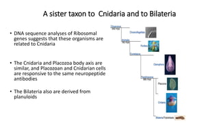 Placozoans Syncytial Layer