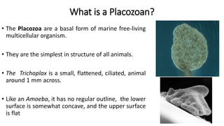 Placozoans Syncytial Layer