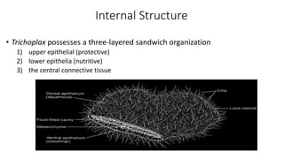 Placozoans Syncytial Layer