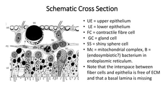 Placozoans Syncytial Layer