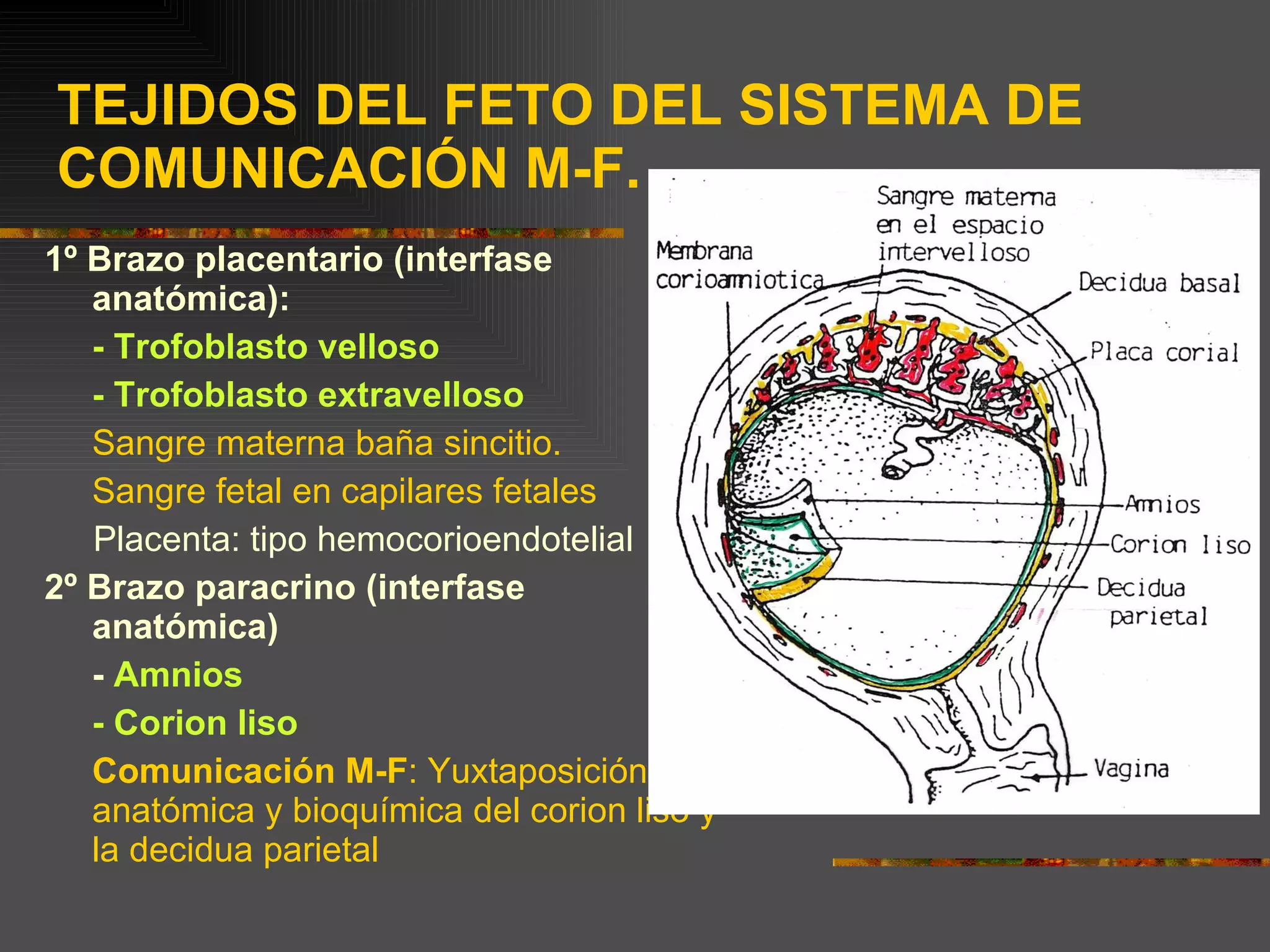 Placenta y membranas fetales | PPT
