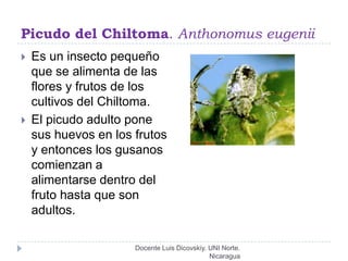 Plagas de hortalizas | PPTX