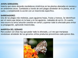 Plagas | PPTX