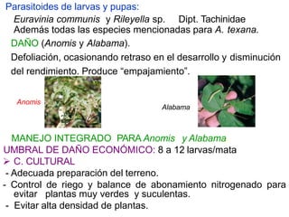 PLAGASDEALGODONERO.pdf................... | PDF