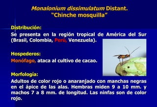 Plagas de cacao | PDF