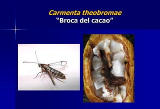 Plagas de cacao | PDF