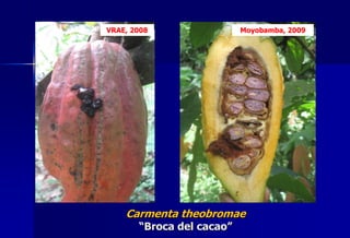 Plagas de cacao | PDF